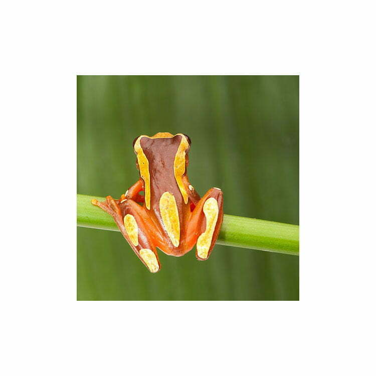 Dendropsophus leucophyllatus Voorheen Hyla leucophyllata - Dutch Rana